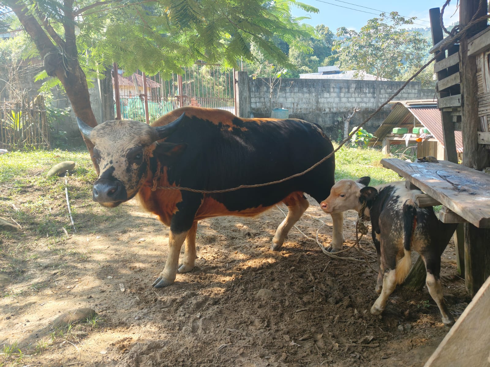 Home - Mithun Cattle Trading Platform in Arunachal Pradesh