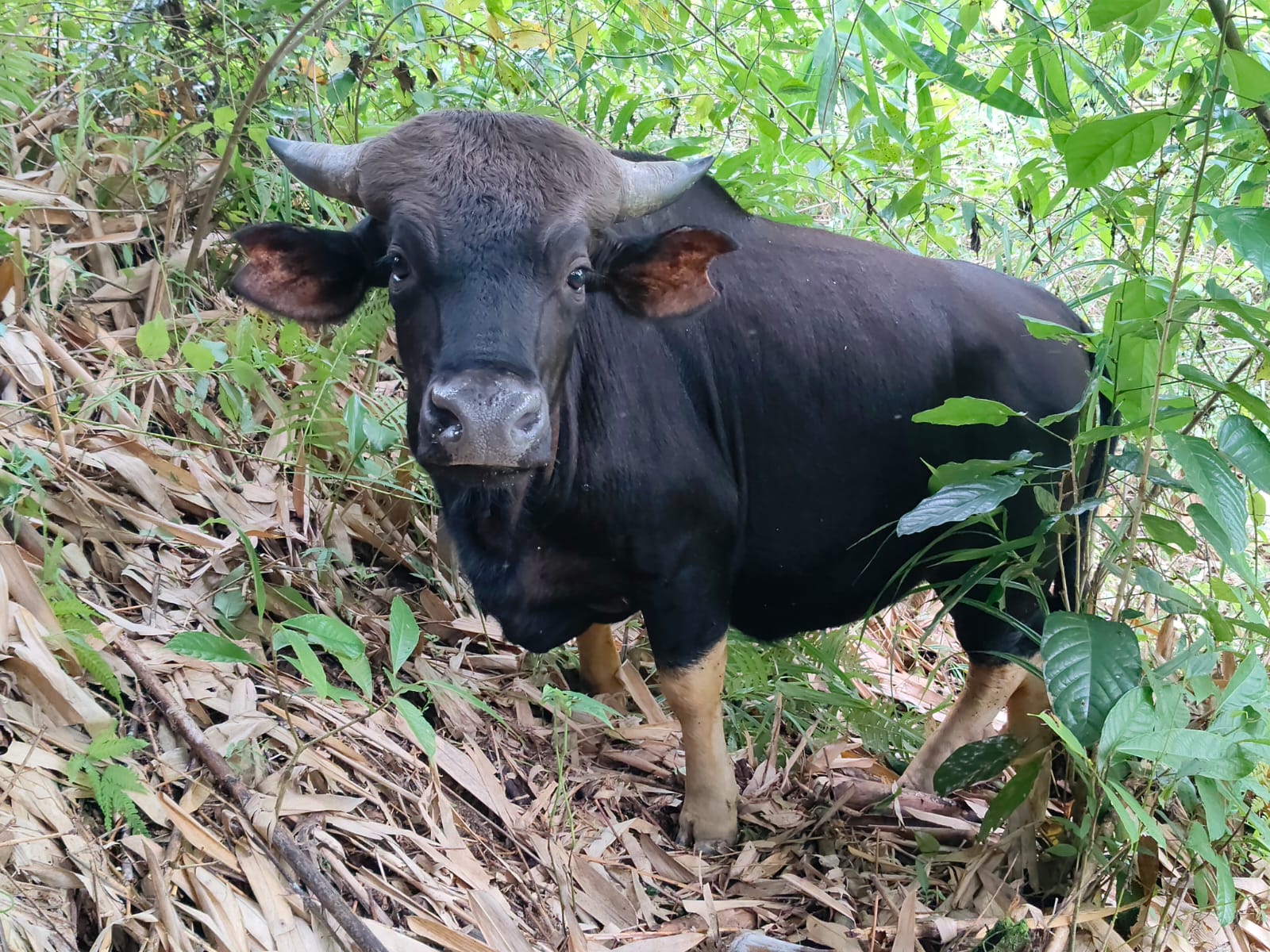 Home - Mithun Cattle Trading Platform in Arunachal Pradesh