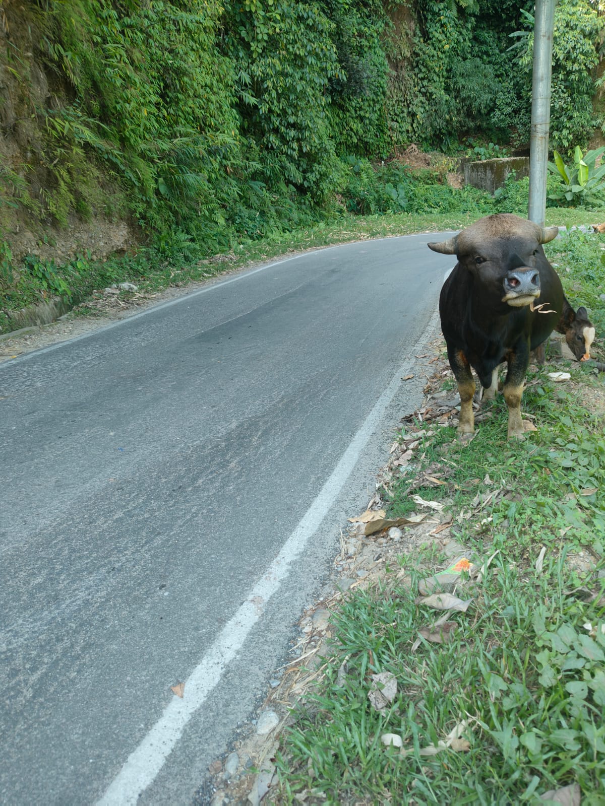 Home - Mithun Cattle Trading Platform in Arunachal Pradesh
