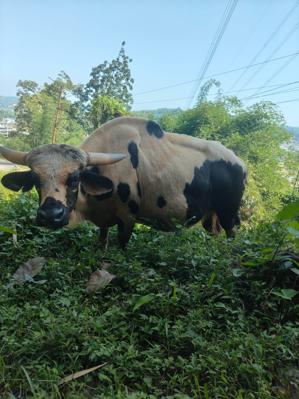 Home - Mithun Cattle Trading Platform in Arunachal Pradesh